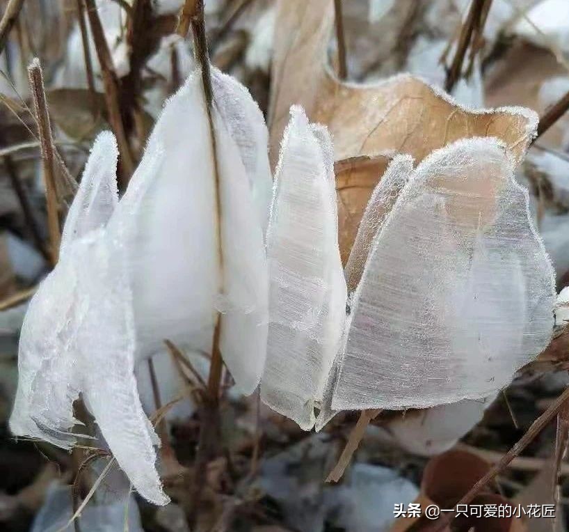 The origin of ice ling grass: after the frost, the ice freezes like ...