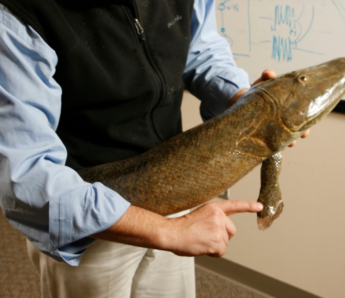 Fish was discovered 400 million years ago, and scientists are surprised ...