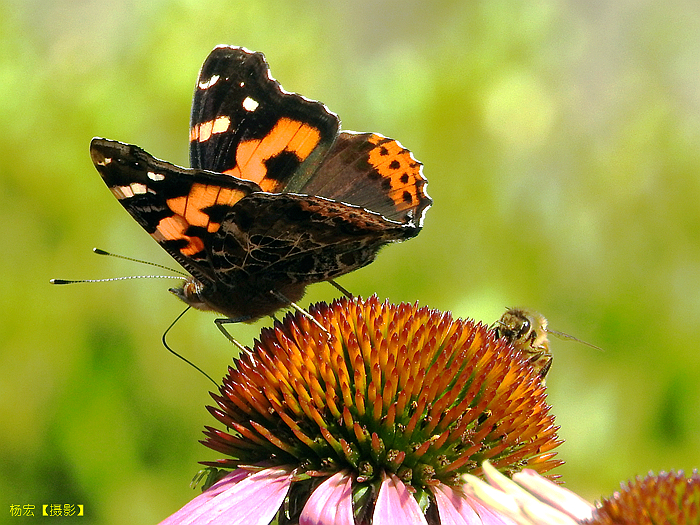 Recording the "Encounter" and "Dialogue" of Butterflies and Insects ...