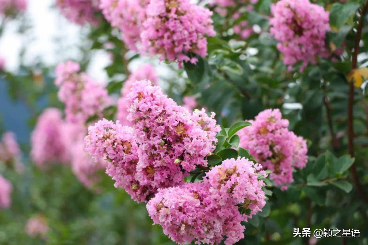 Beilun Crape Myrtle Ao, facing Zongtai Mountain, the village is as its ...