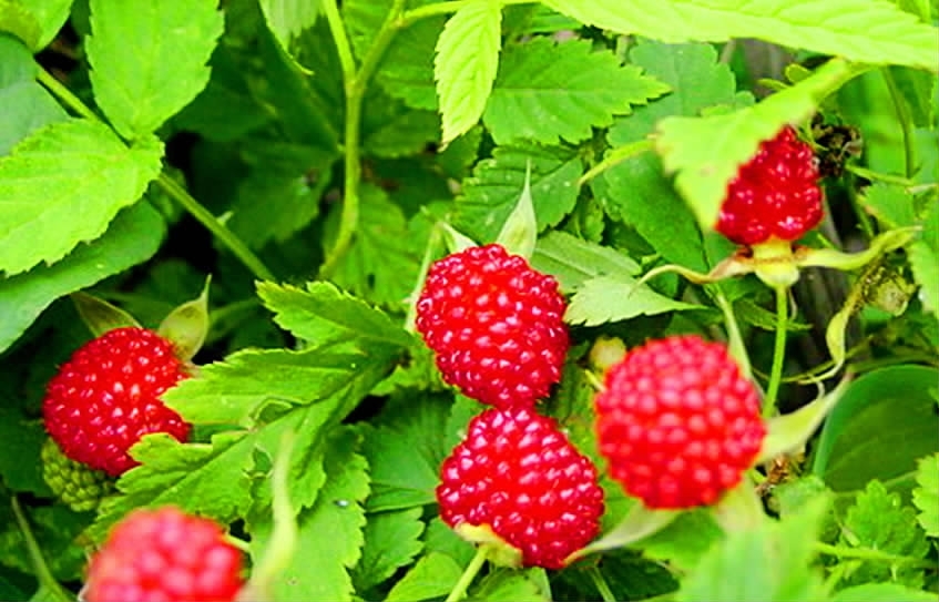 Childhood delicious-those nostalgic wild fruits - iNEWS