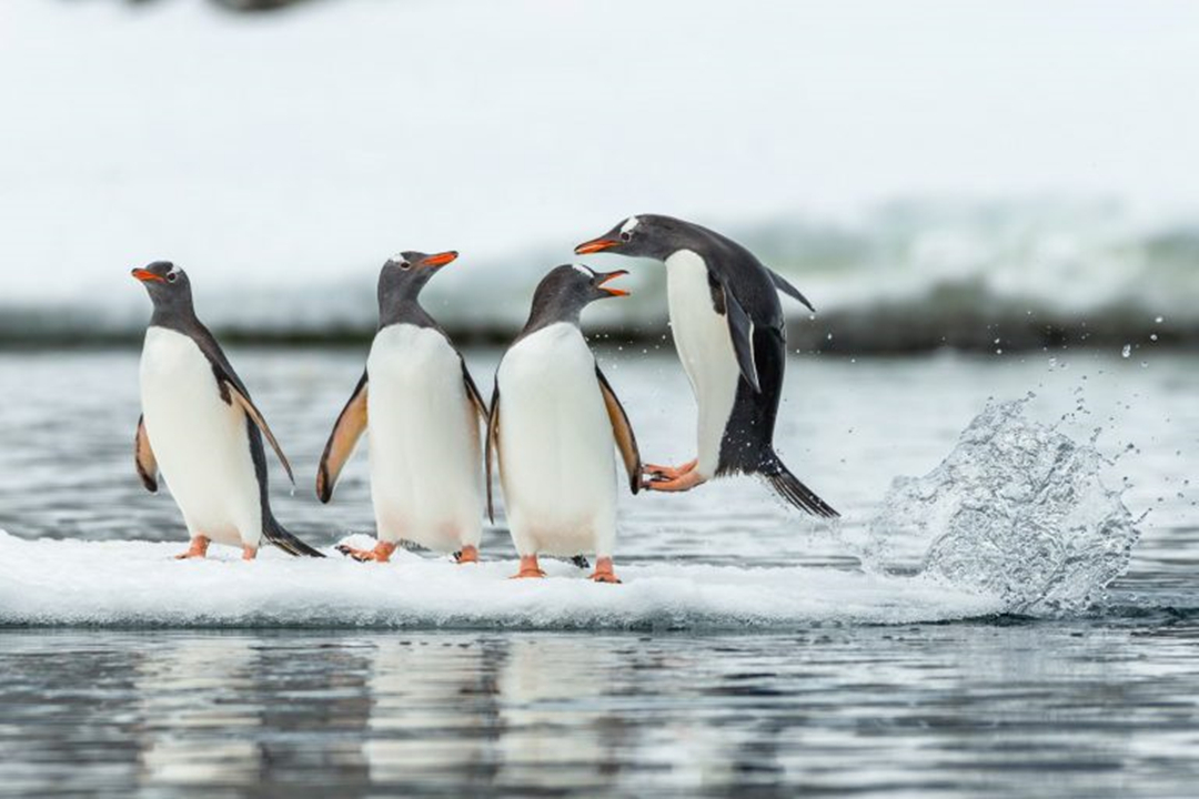 Penguins may have evolved from reptiles. The wings are originally ...