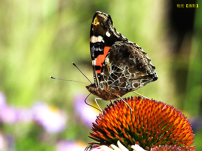Recording the "Encounter" and "Dialogue" of Butterflies and Insects ...