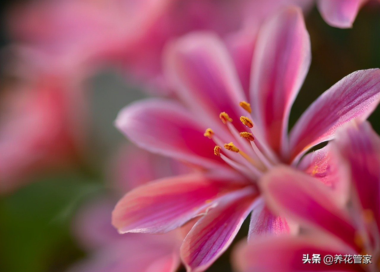 Luwei flower, the most succulent that blooms, can bloom several waves a ...