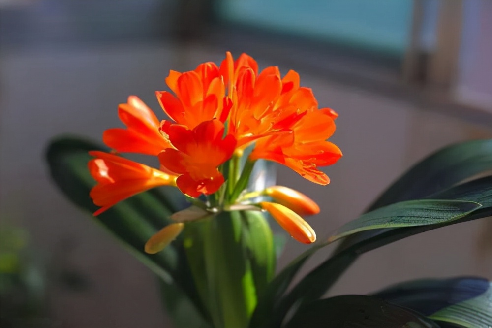 To grow a good Clivia, you must first grow the roots. The four things ...