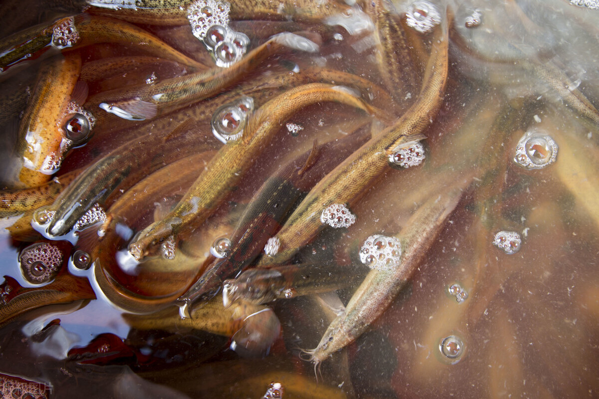 Put the loach and tofu into the pot, will it make the loach tofu?The ...