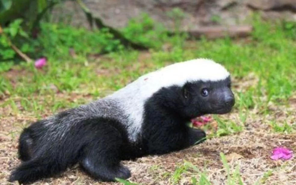 "African Grim Reaper" Black Mamba, has killed countless enemies, but ...