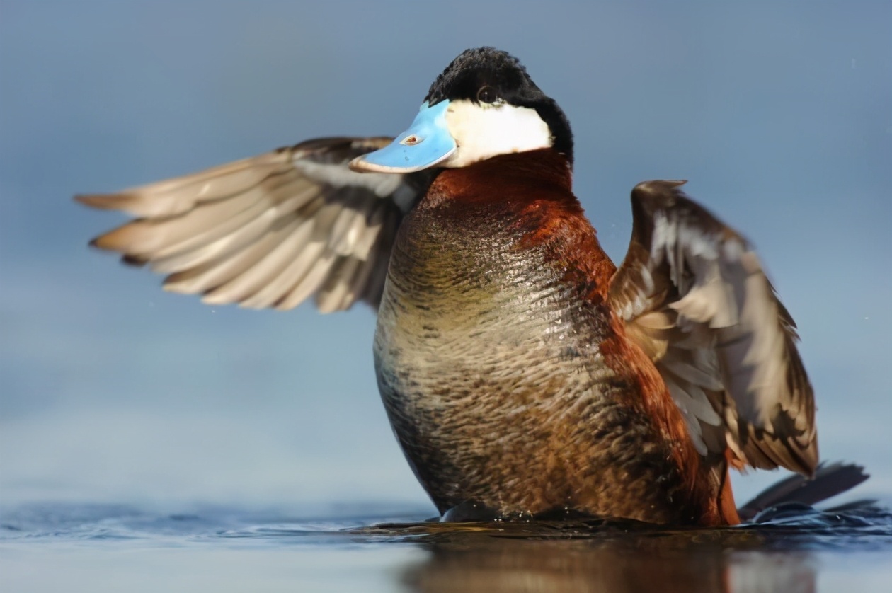 In the face of breeding competition, the duck can change its size, even ...