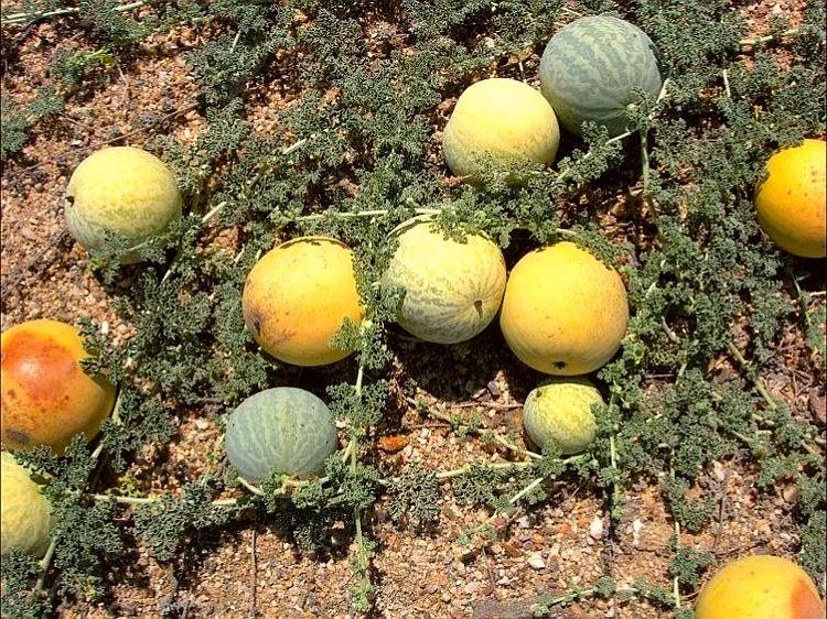 Biological Album: Who are qualified to eat melons, what are the 7 wild ...