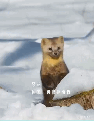 A wild sable was photographed in Changbai Mountain, staring at the ...