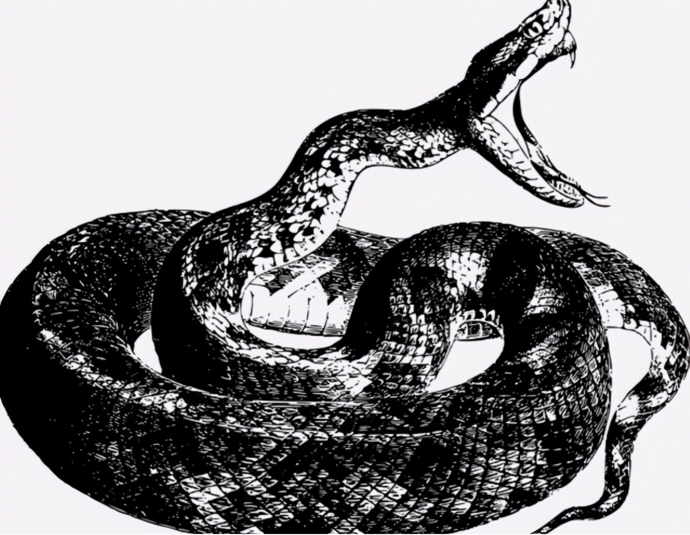 "Snake swallows elephant" is true?Thai python swallowed a cow, but died ...