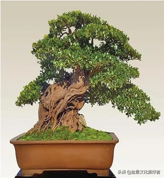 Excellent tree species for bonsai: Chinese mosquito - iNEWS