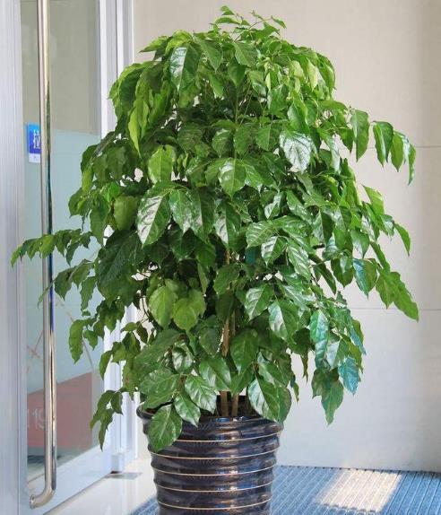 Happiness tree, a tree with a rustic scientific name but well received ...