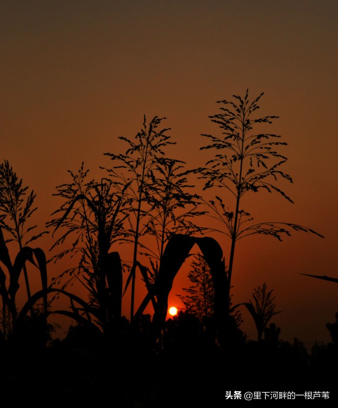 "Red Sorghum": Mo Yan's Most Aesthetic Work Won the Nobel Prize in ...