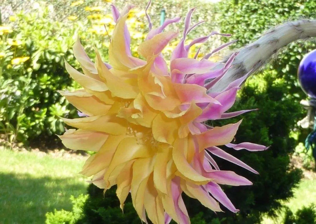 The cactus has a knack for urging flowers. Leave some water in these ...