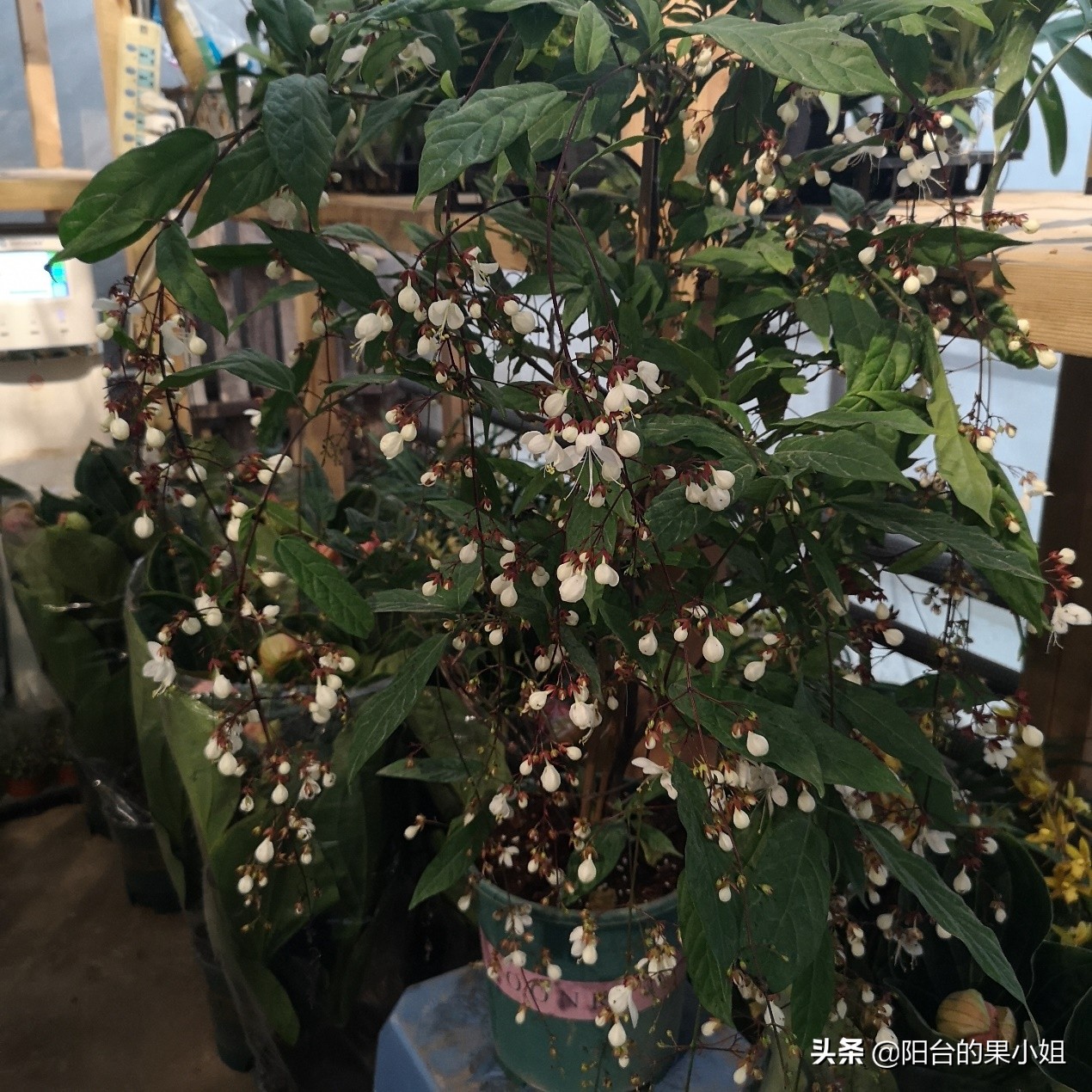 New favorite of winter potted plants: Jasmine weeping - iNEWS