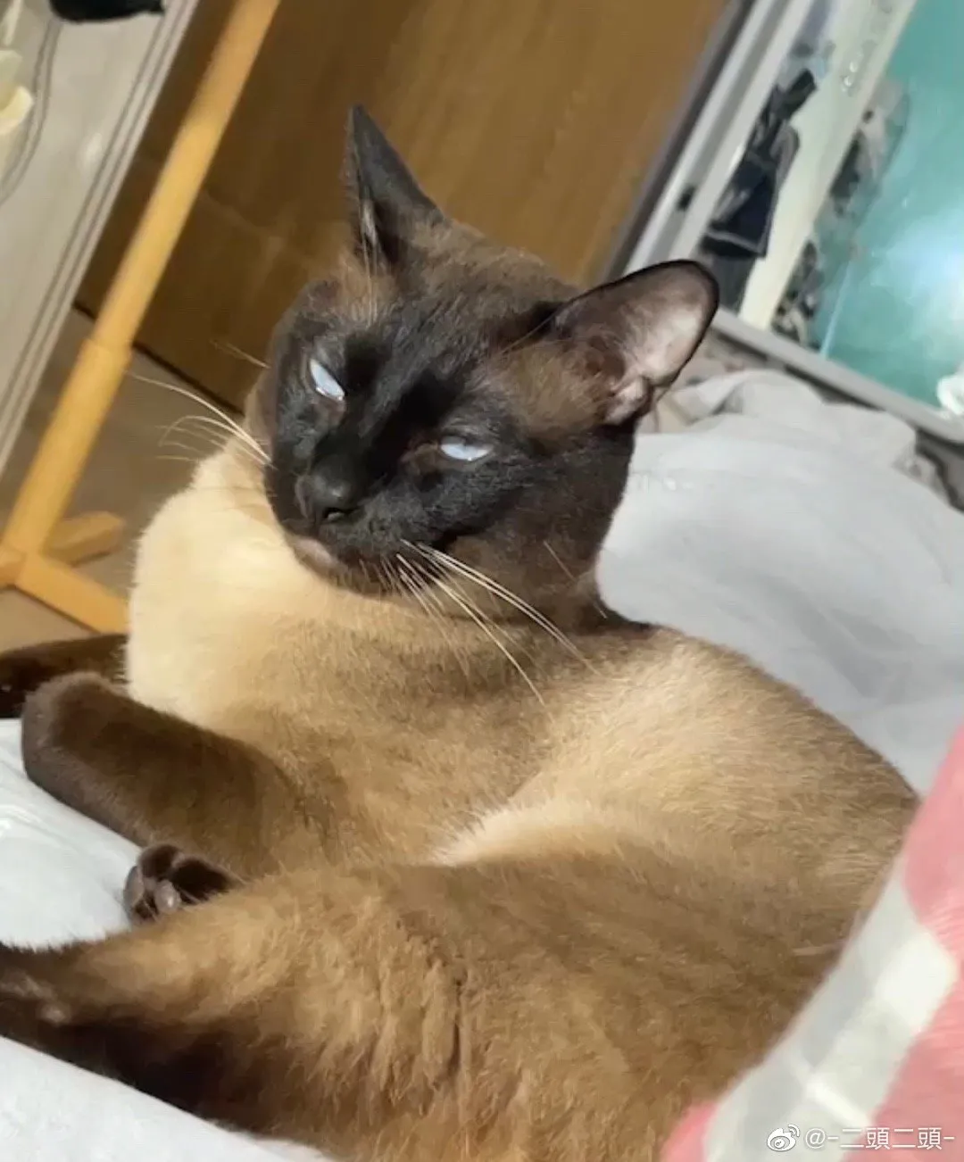 The Siamese cat becomes a "patch cat" in seconds after shaved!The ...