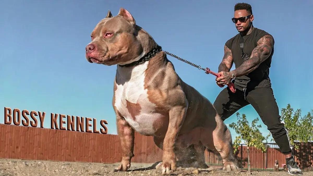 Pitbull vs. Wolverine, the peak match between domestic and wild, who is ...