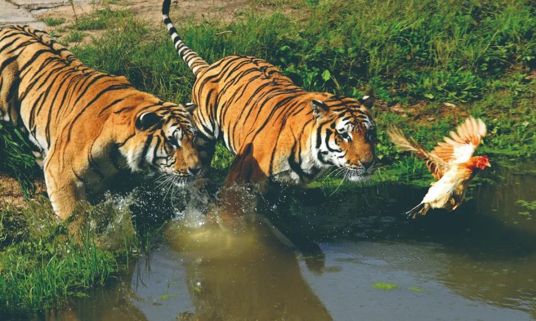 Hengdaohezi Siberian Tiger Forest Park - iNEWS