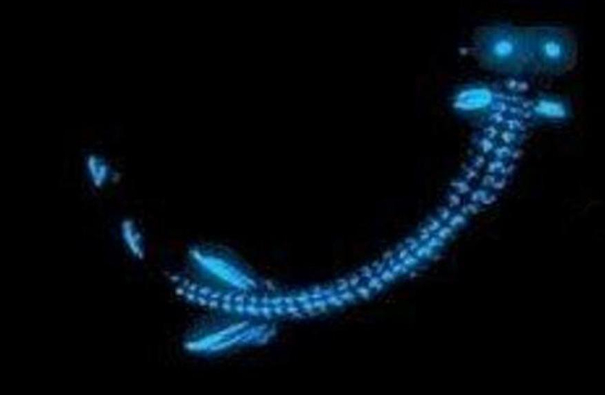 The deep-sea horror killer-cigar shark, frantically slashing meat on ...