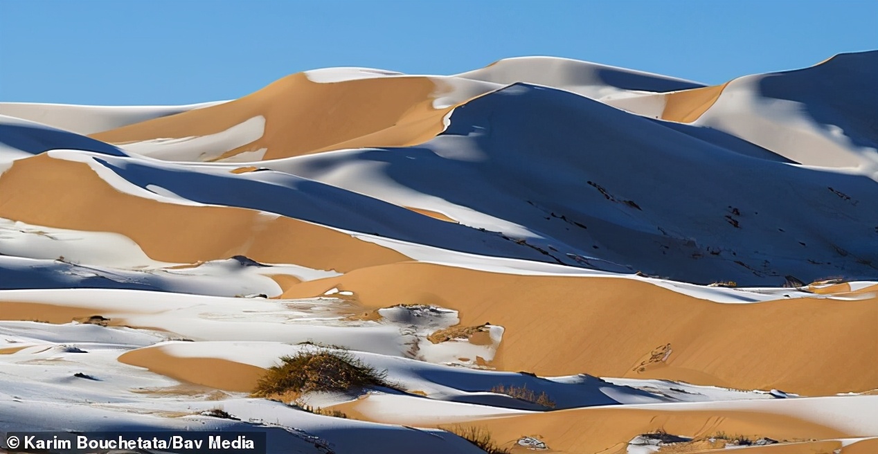 It's snowing heavily in the Sahara Desert! Camel: The hump is still ...