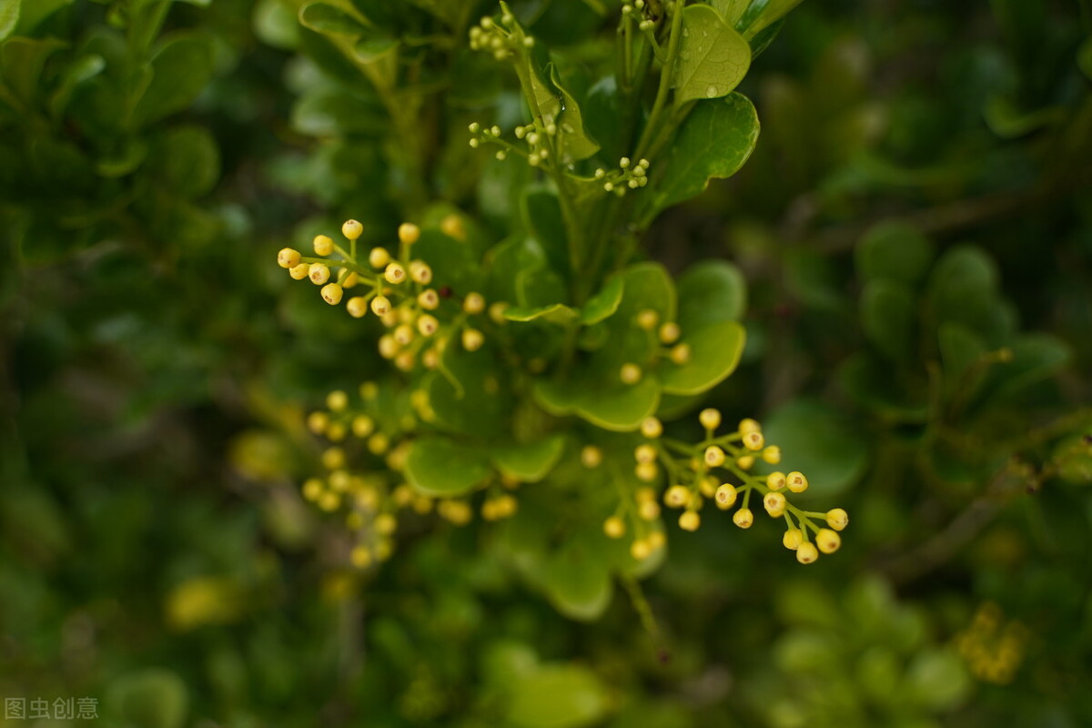 These "fragrant flowers" like "sour and smelly" fertilizer, the more ...