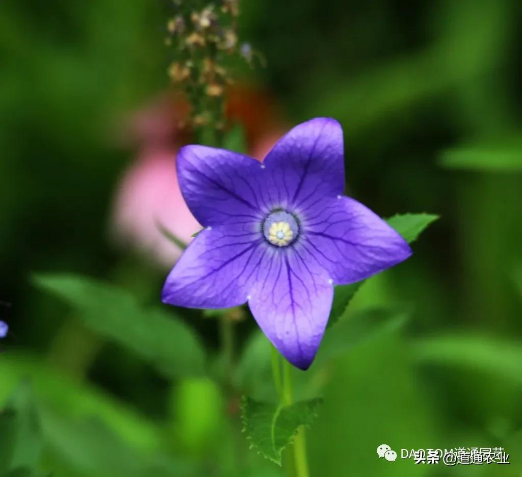 The appearance is exactly like a five-pointed star, easy to raise and ...