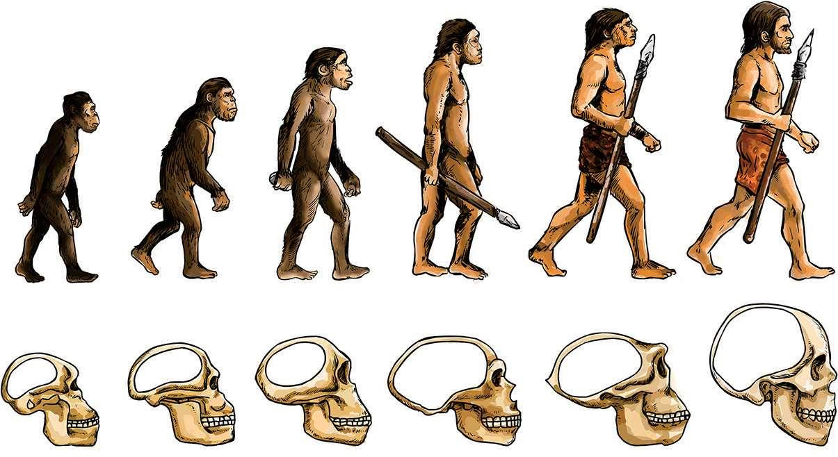 Why do humans only leave their hair, pubic hair and armpit hair after ...