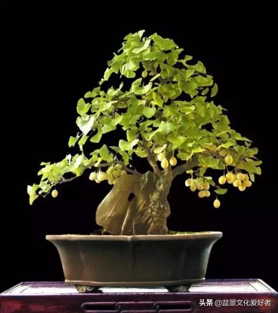 Ginkgo Bonsai, Oriental Sacred Tree - iNEWS