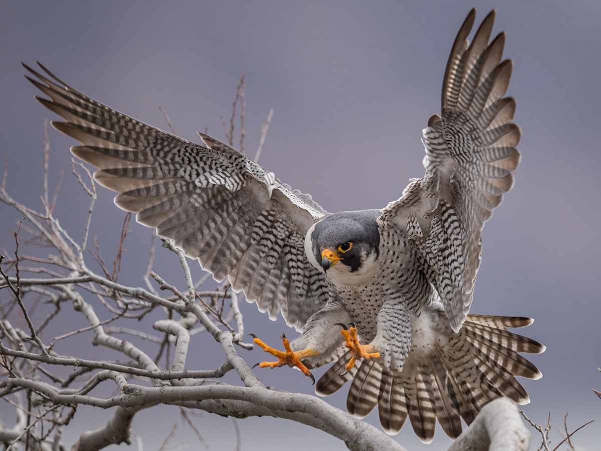 The fastest bird in the world is faster than the high-speed rail. How ...
