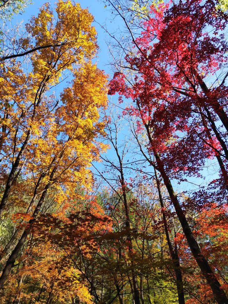 One fallen leaf one season in autumn, the red maple on the branch is ...