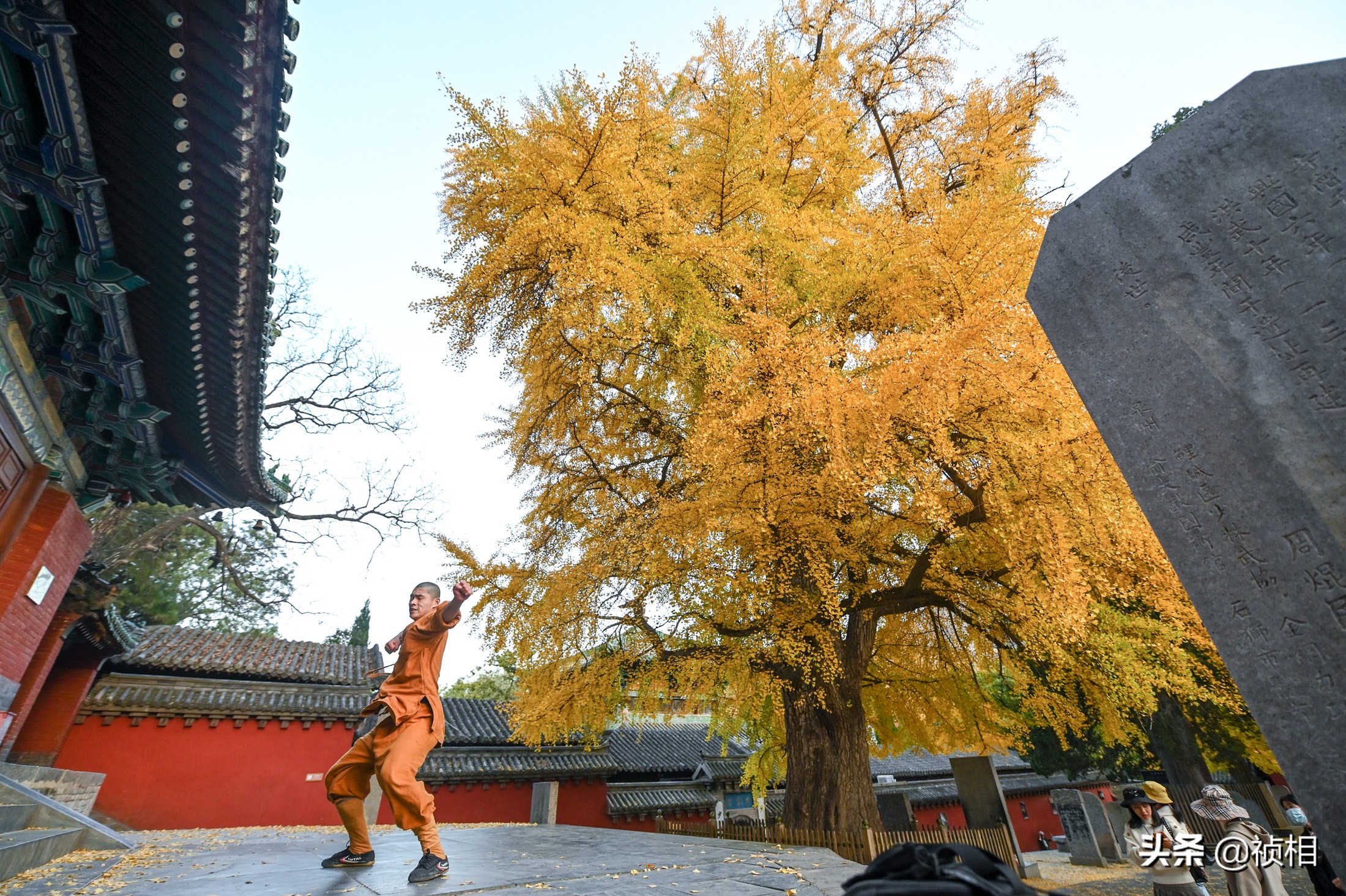 Shaolin monk practicing martial arts under the golden ginkgo tree ...