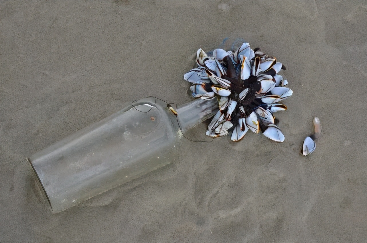 Just two days after they were born, they have to jump a hundred meters ...