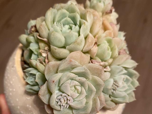 A cheap and easy-to-raise fleshy white moon shadow, it is in a state of ...