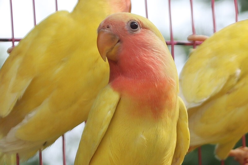 All the species of peony parrots, the photos are compared, you are no ...