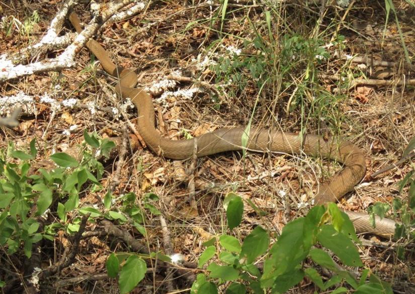"African Grim Reaper" is also crippled?Encountered a "snake catcher ...