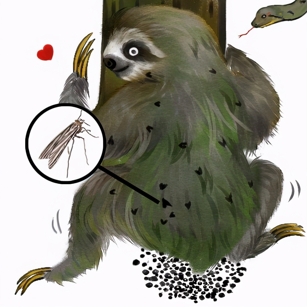 On the living tree, on the dead tree, the extremely lazy sloth is only ...