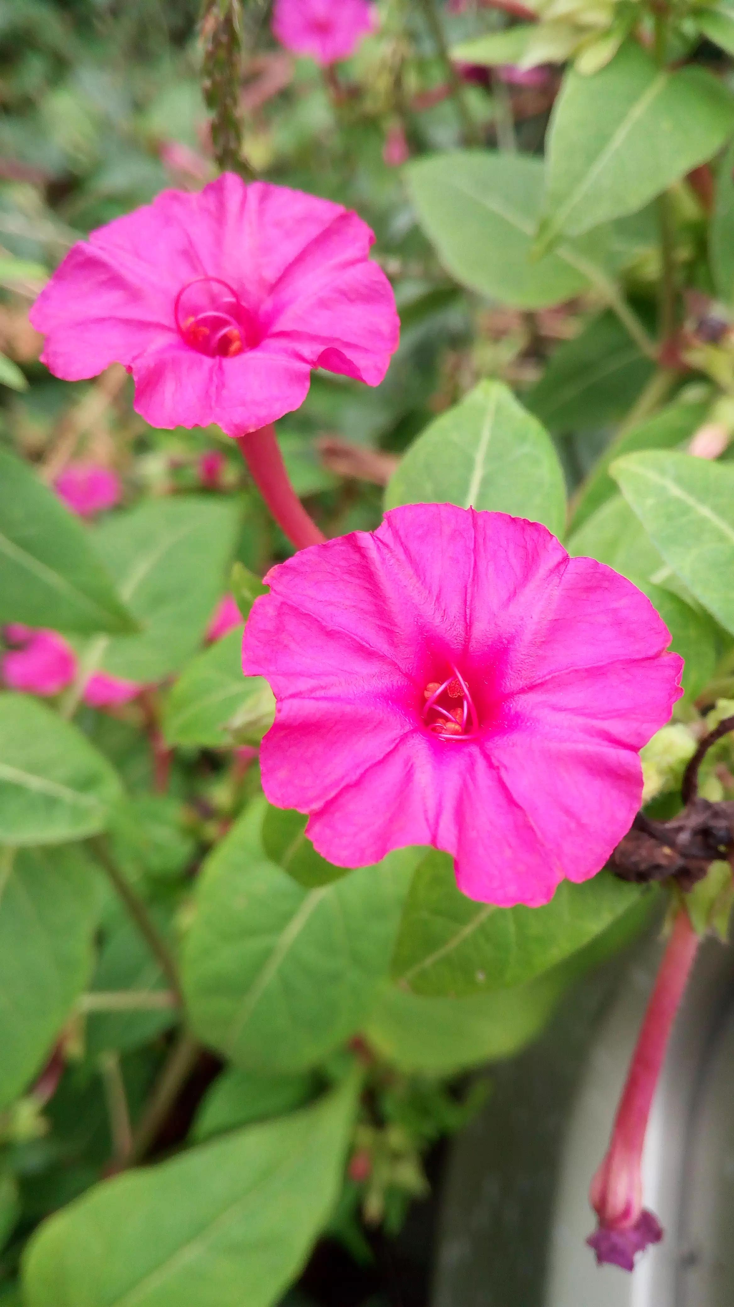 Purple jasmine - iNEWS