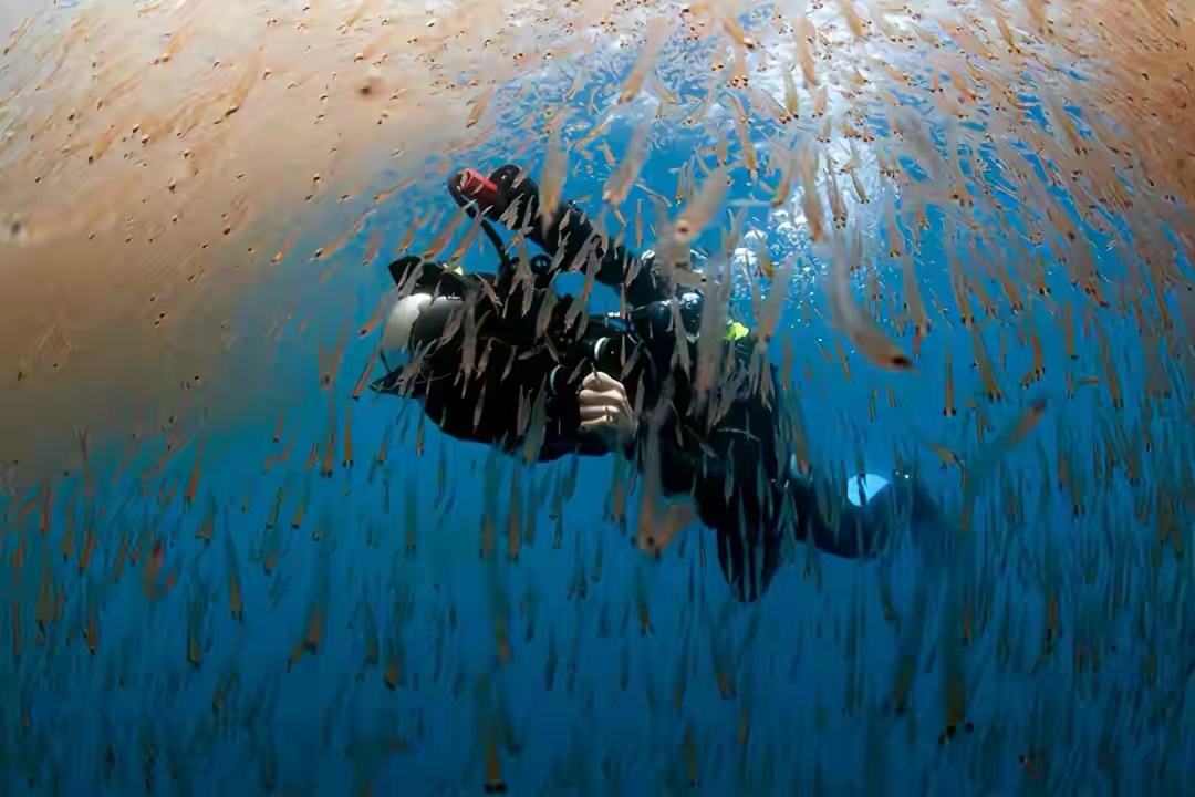 Antarctic krill: 650 million tons of "sea gold mine", China will be the ...