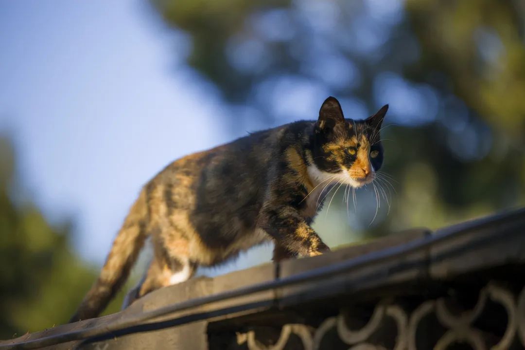 EOS R6 is the best when shooting cats and feelings right - iNEWS