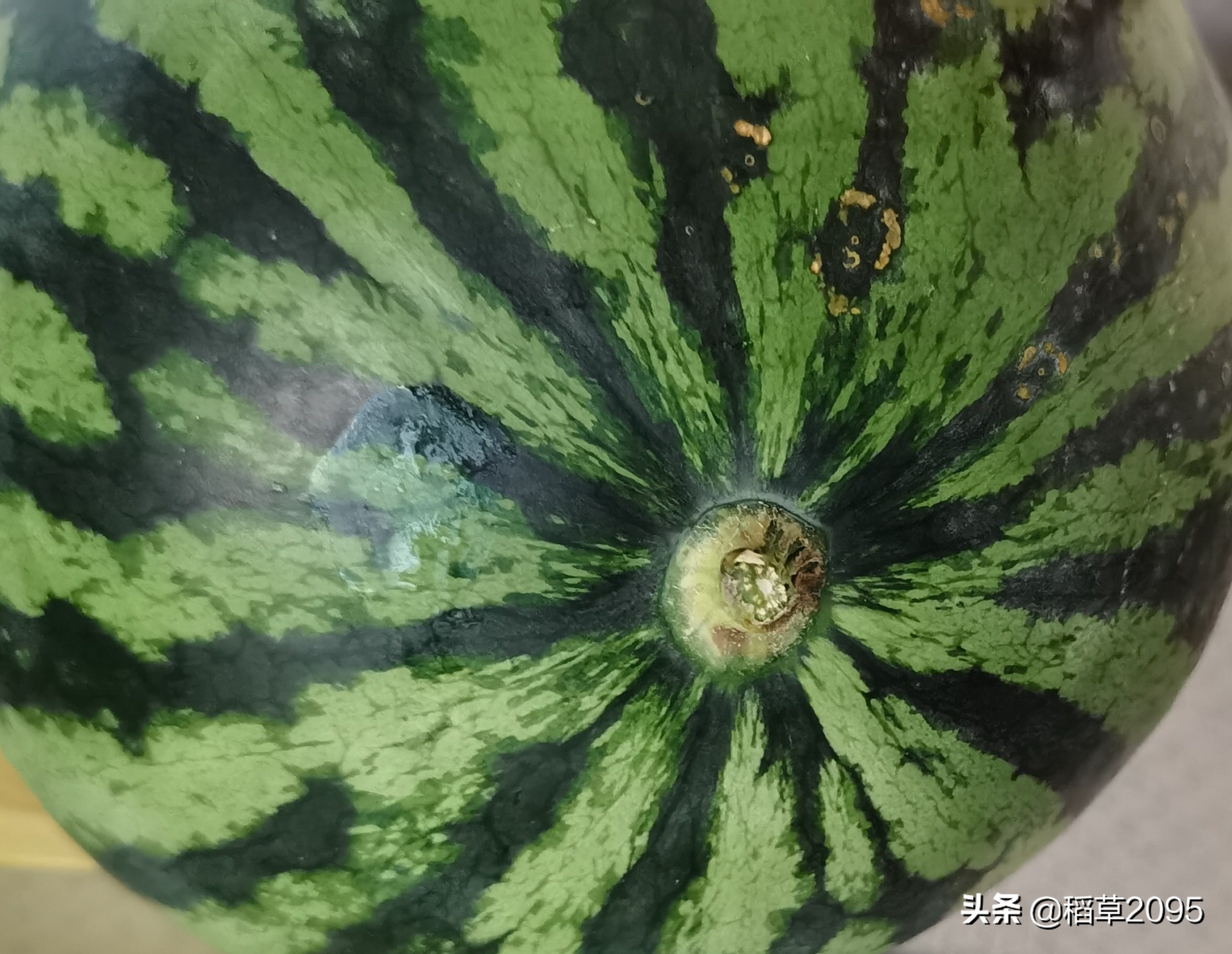 I am serious about eating melons. Remember these six points. Picking ...