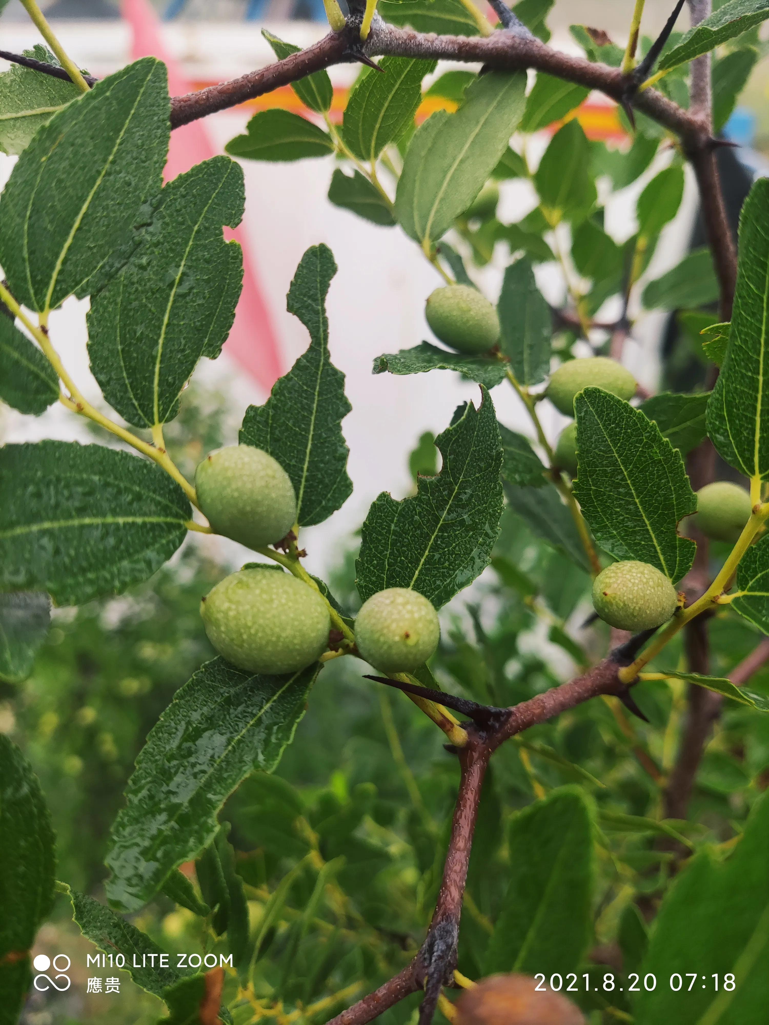 Get to know wild jujube - iNEWS