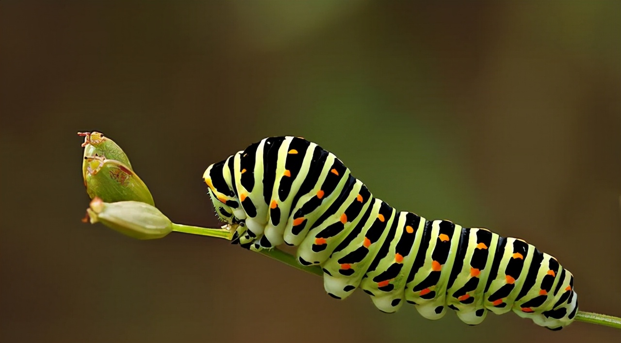 The "kindness" between insects and plants, they are both friends and ...