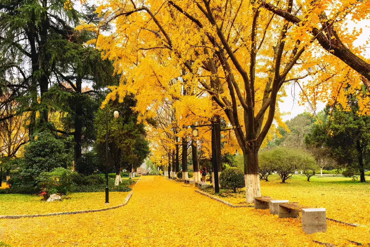 In autumn, Nanjing is beautiful and legendary - iNEWS