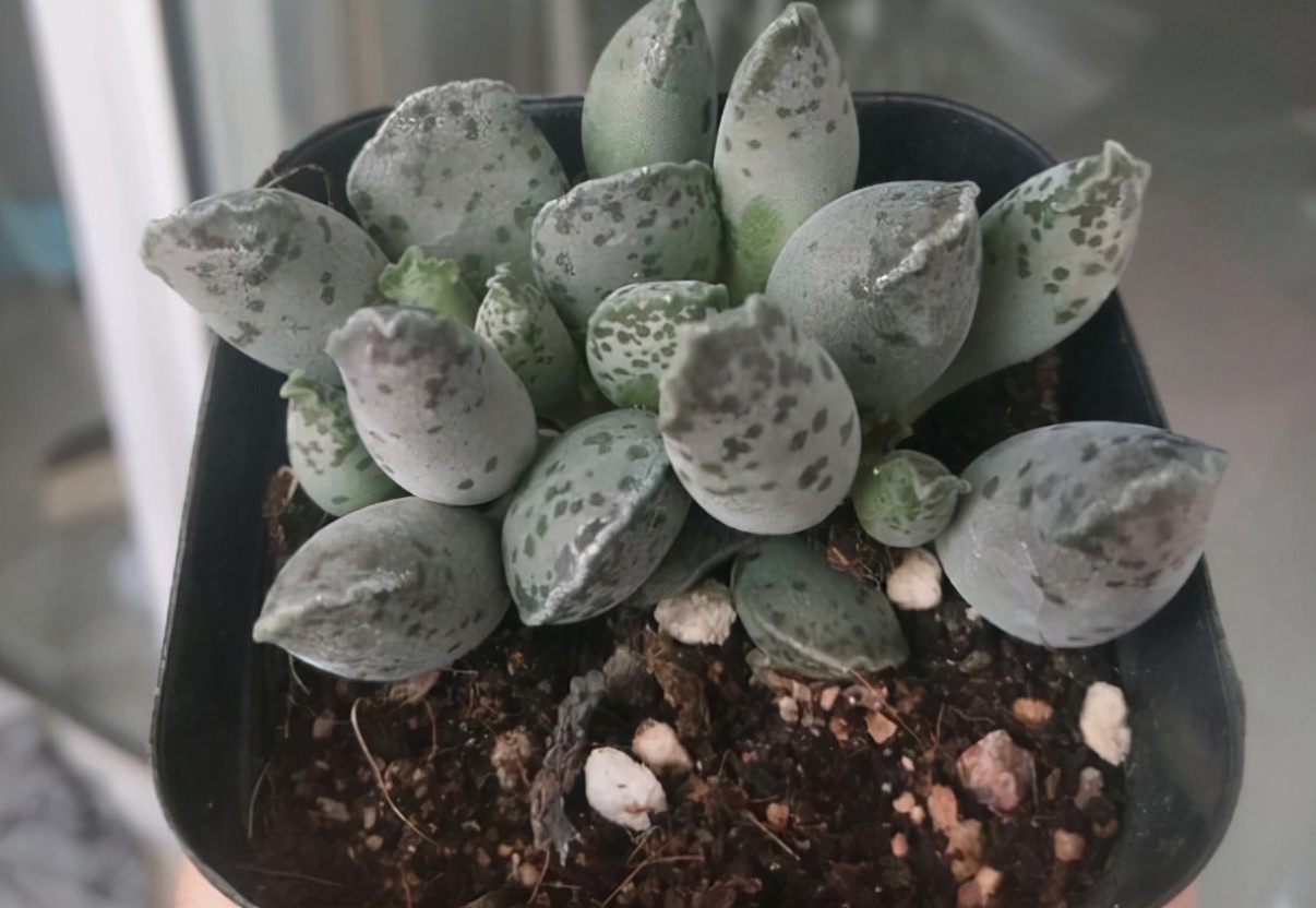 The 5 kinds of succulents that look like animals are so cute that you ...