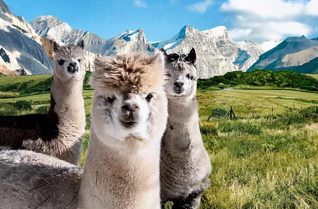 How did the grass mud horse become a beast? The reason why the alpaca ...