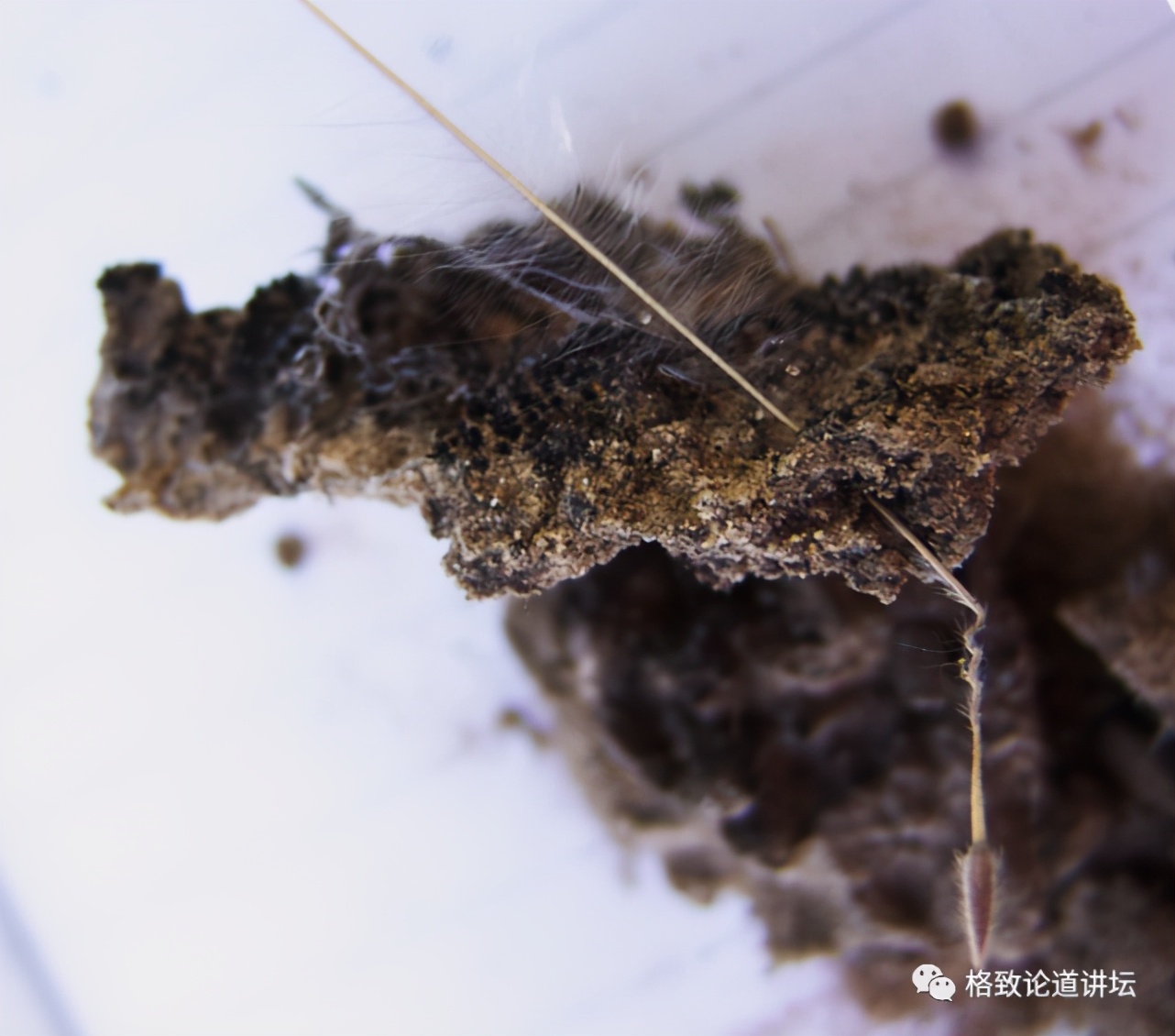 How to treat "skin disease" in the desert? - iNEWS