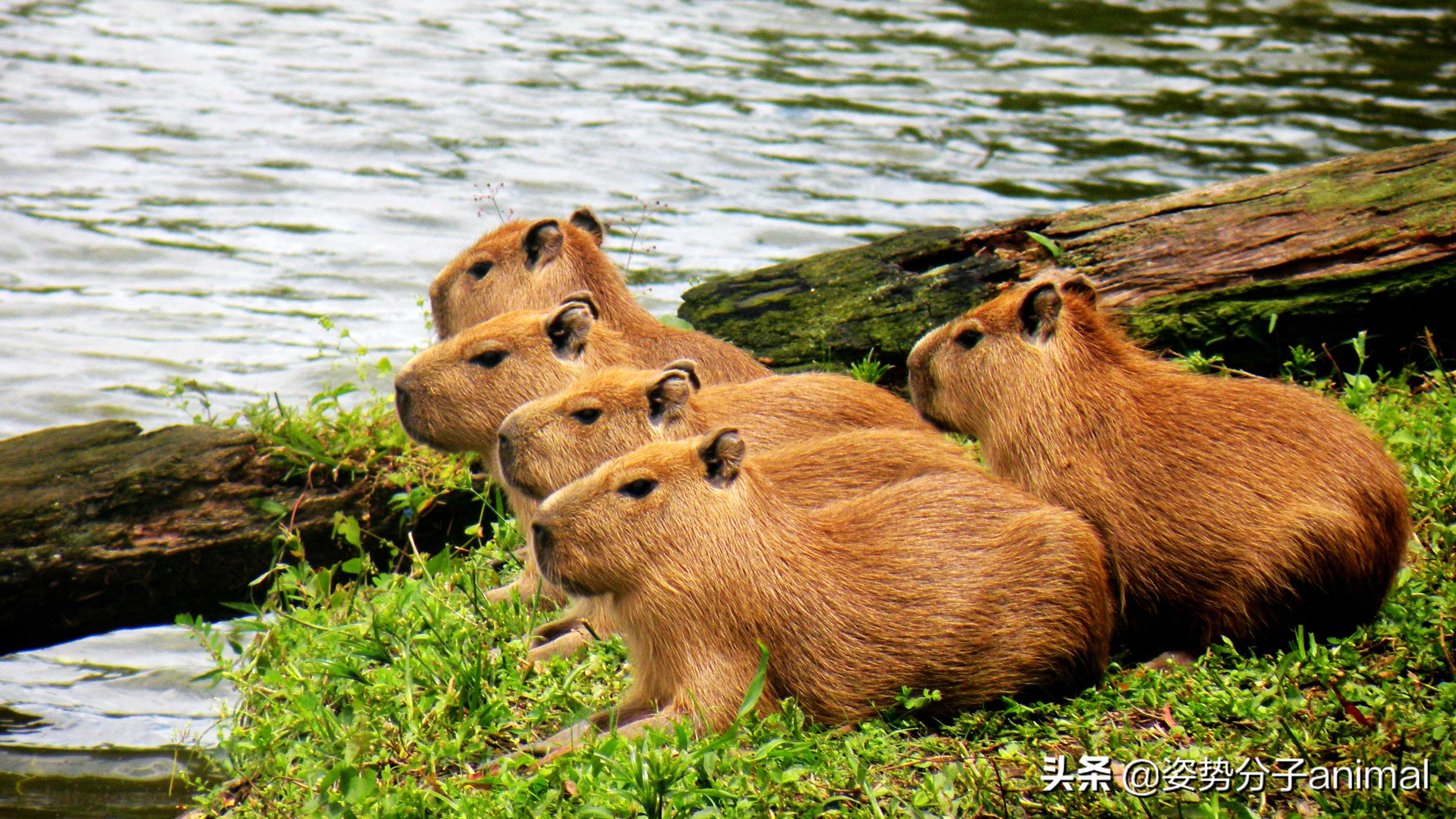 Animal community flower: Capybara, how does it mate and reproduce ...