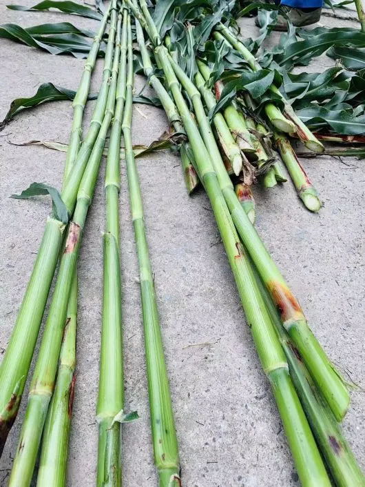 Do you remember the taste and appearance of the sweet milo that went ...