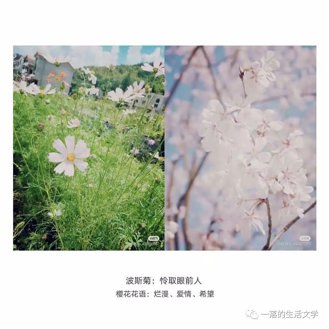 The guardian flower and dark flower of the twelve constellations - iNEWS